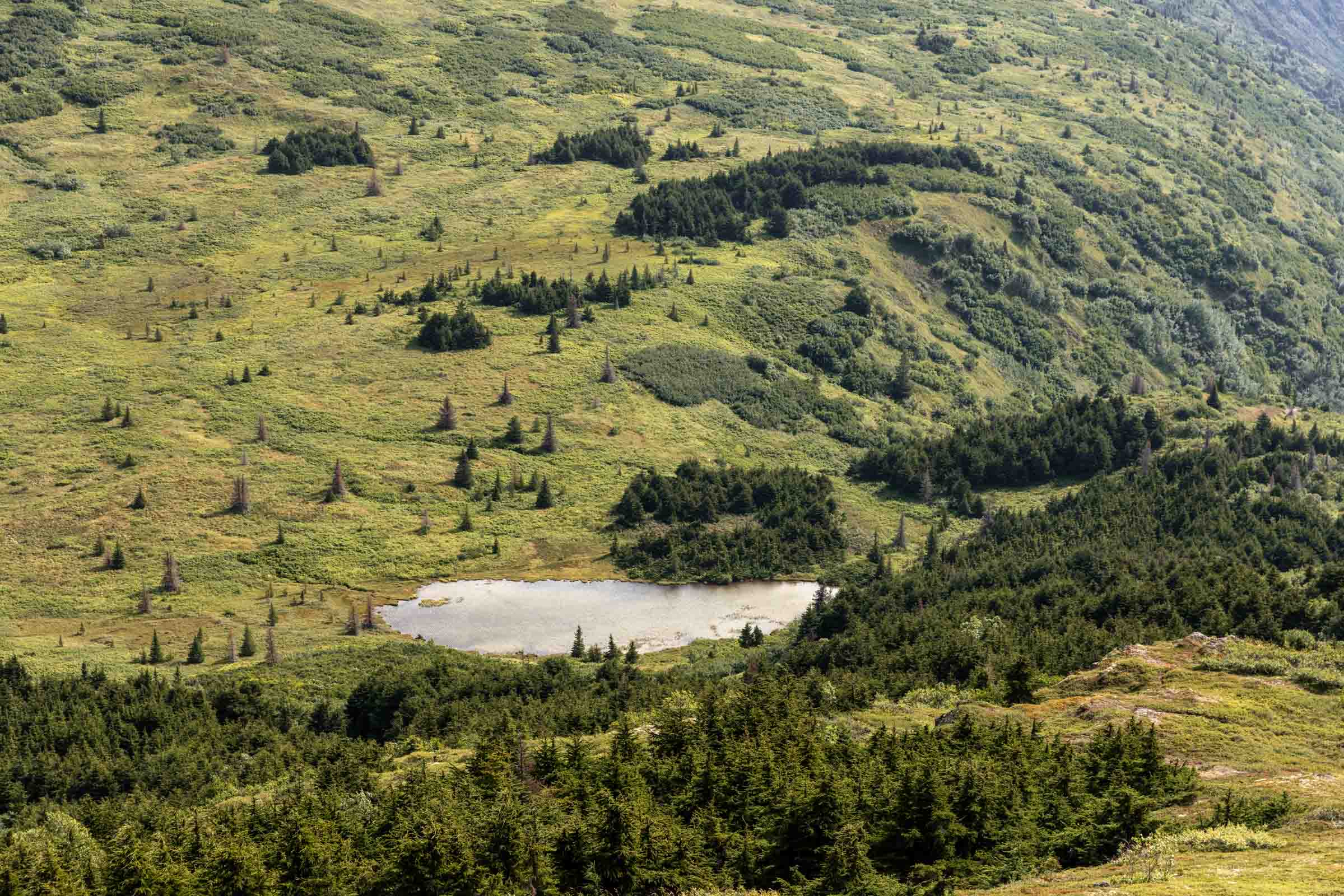 overlooking kenai lake | slaughter ridge, cooper landing - alpine ...